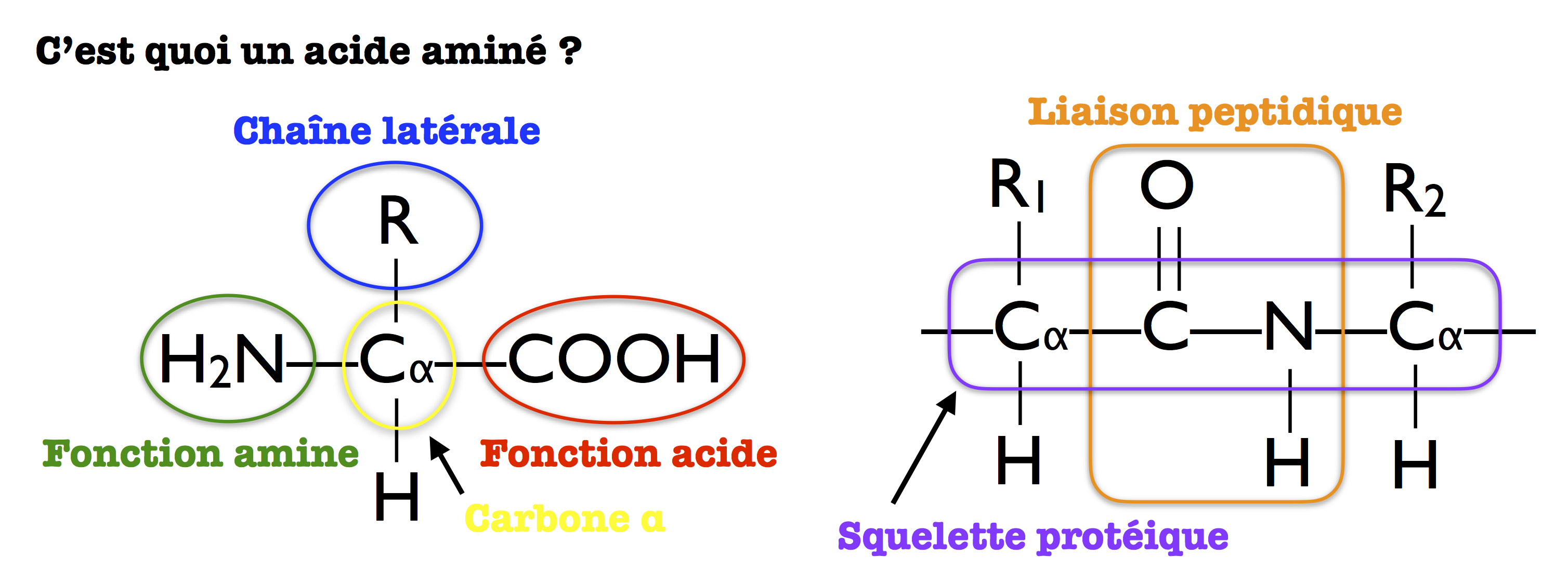 Les acides aminés, briques de base des protéines – Top of the Prots